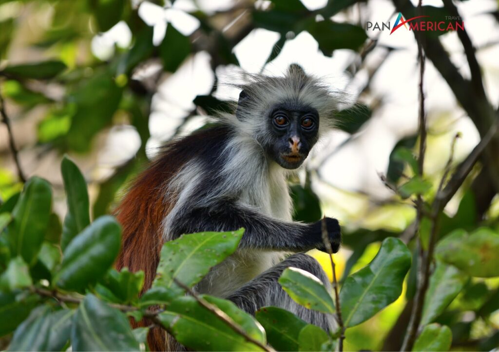 Zanzibar - Thiên đường nhiệt đới châu Phi - Pan American Travel