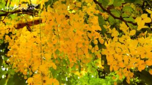 Lịch sử, ý nghĩa và những sự thật thú vị của cờ Thái Lan - Pan American ...