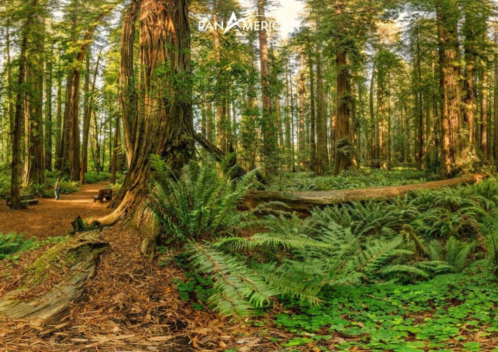 Redwood National Park: Khám phá rừng cây cổ thụ hùng vĩ bậc nhất thế ...